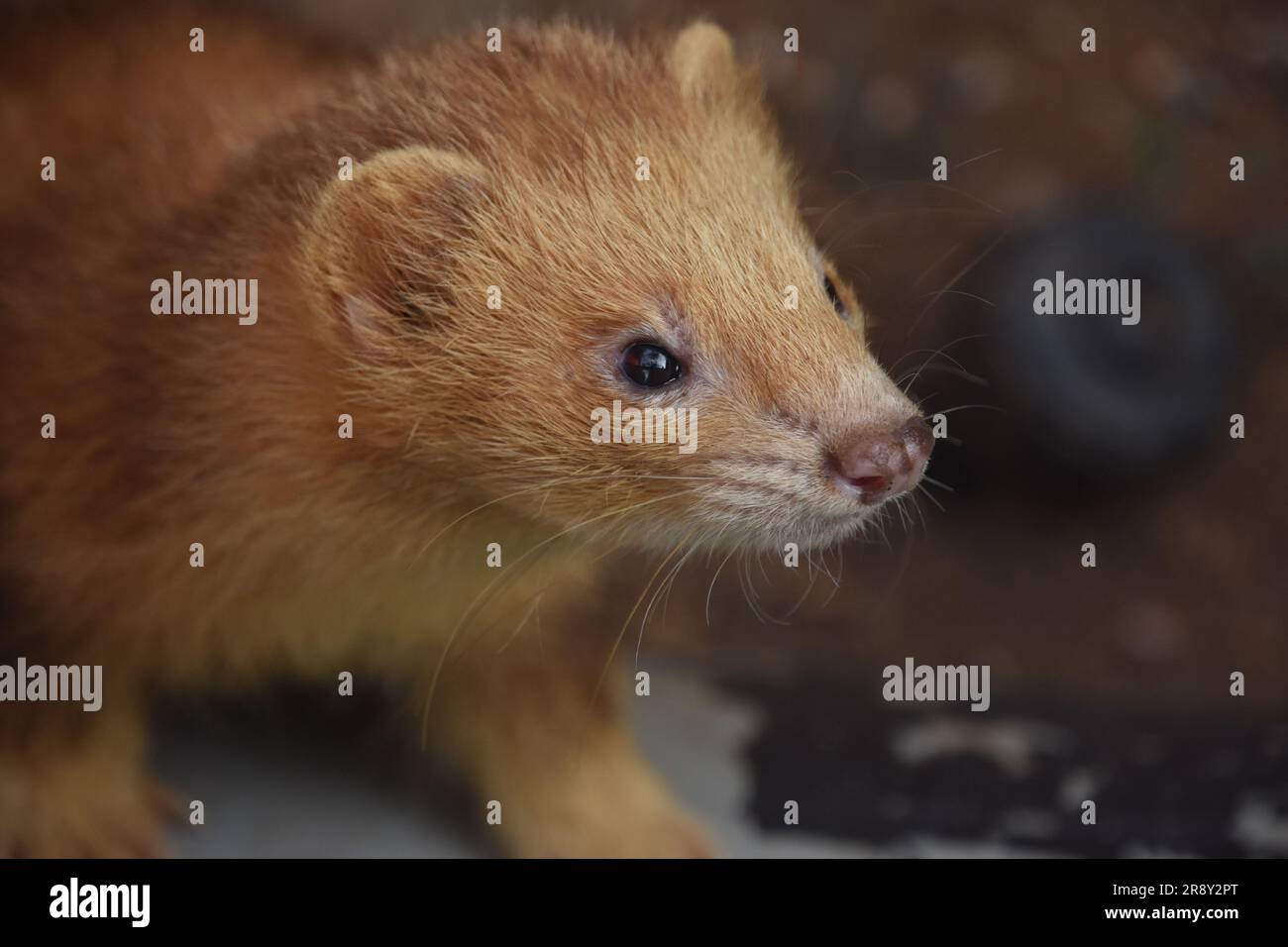 Adorable orange ferret with an adorable pink nose and sweet face Stock ...