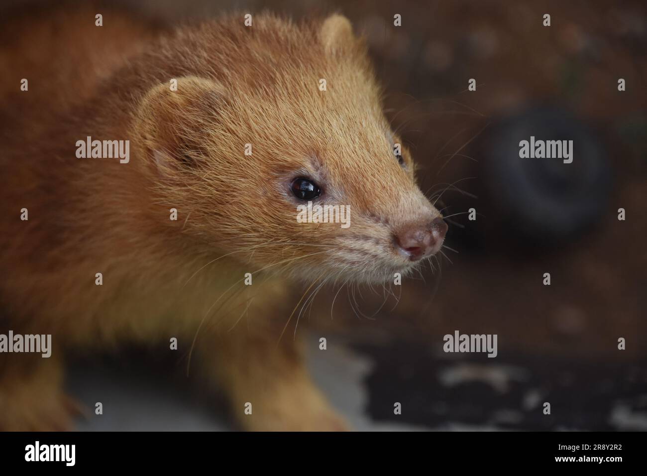 Wiggling nose hi-res stock photography and images - Alamy