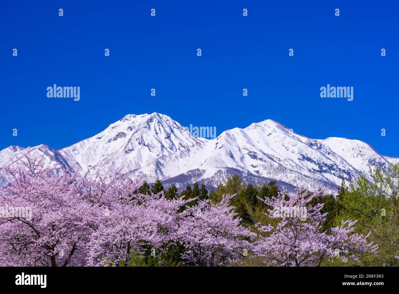 Mt. Myoko and cherry blossoms Stock Photo - Alamy