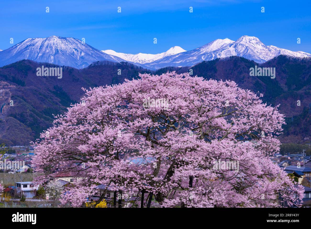 Edohigan Cherry Blossoms in Kurobe Stock Photo - Alamy