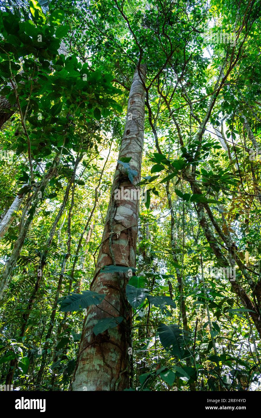 Vertical photo looking at the sky of a dense primary forest in the ...
