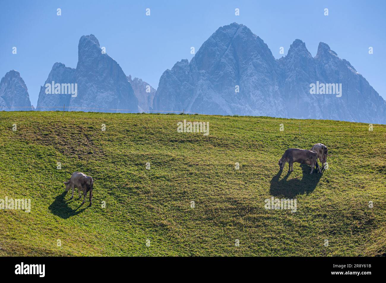 Tyrol cows hi-res stock photography and images - Alamy