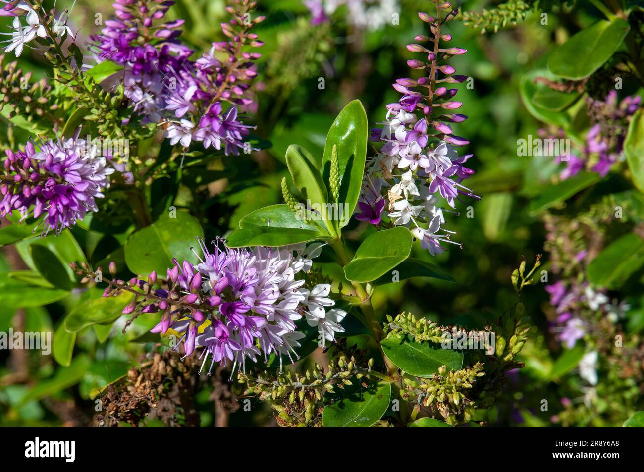 Purple leaf hebe hi-res stock photography and images - Alamy