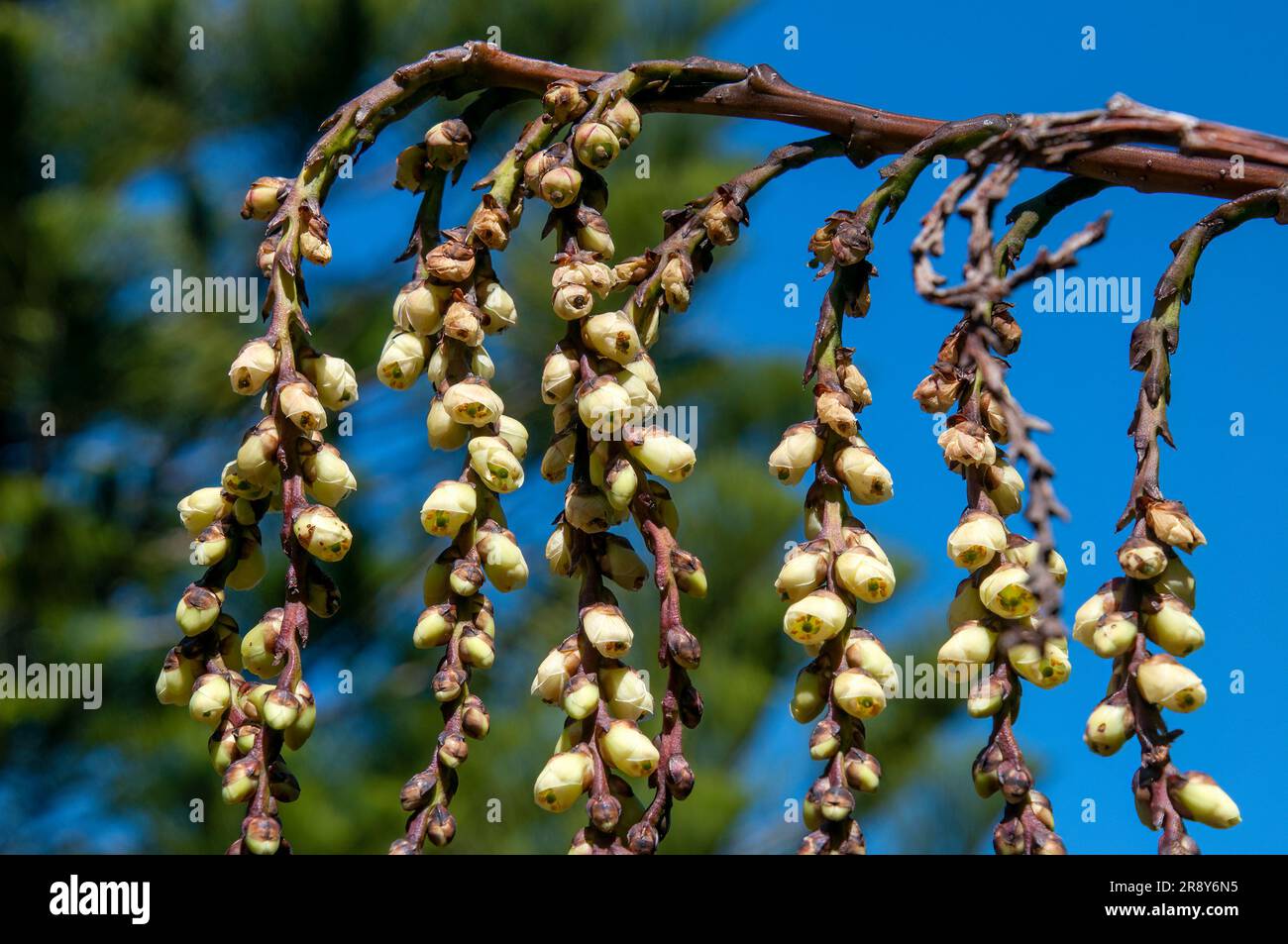 Sydney Australia, suspended flower strings of a stachyurus praecox or ...
