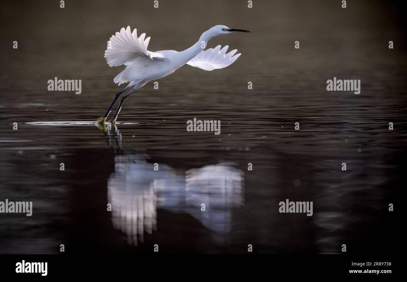 A majestic great egret is captured in mid-flight as it prepares to make ...