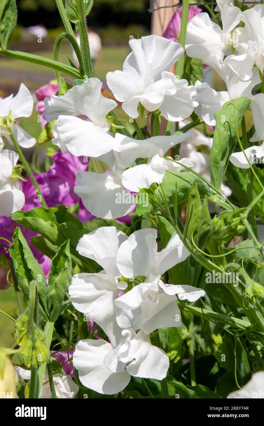 Plant native the aegean islands hi-res stock photography and images - Alamy