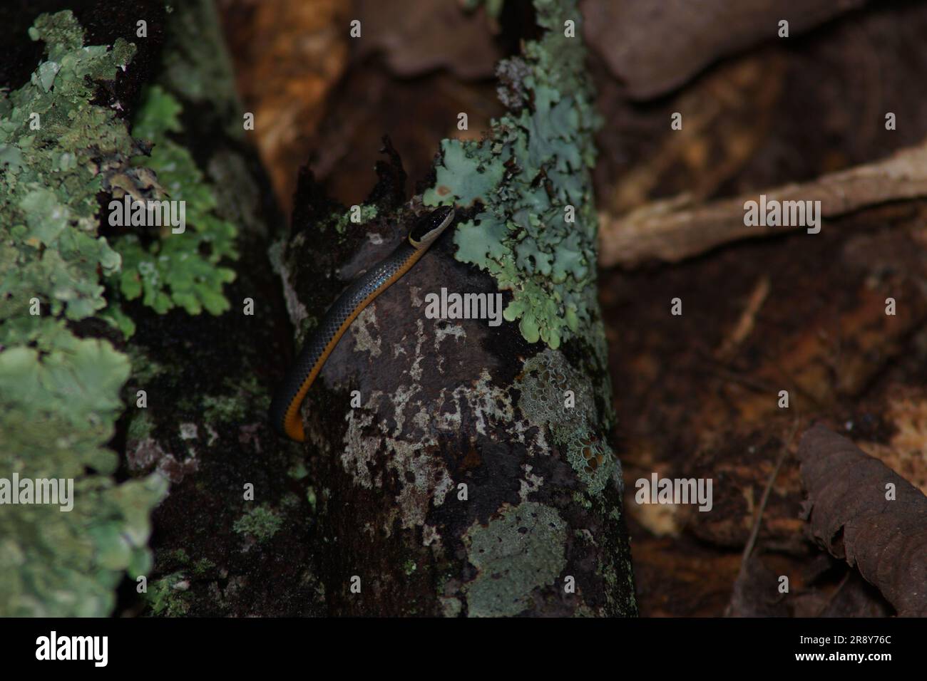 A ring-necked snake on a tree bark with lichen with a blurry background ...