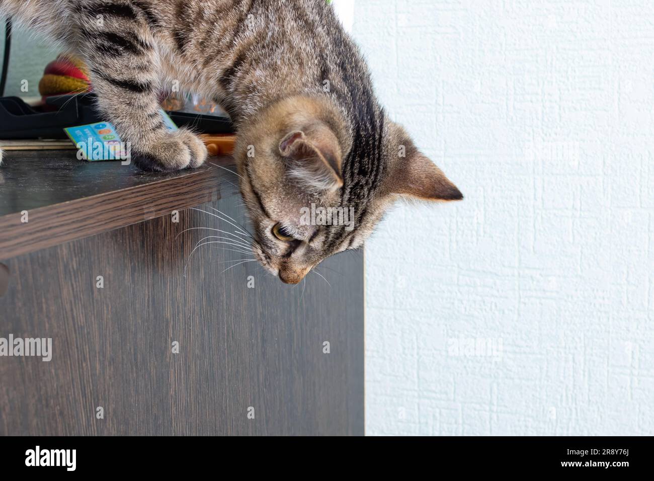 Cute kitty blue eyes jumping hi-res stock photography and images - Alamy