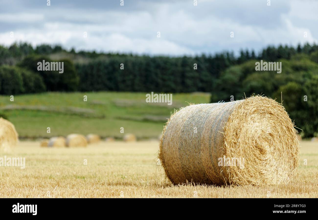 Serene landscape featuring horse hi-res stock photography and images ...