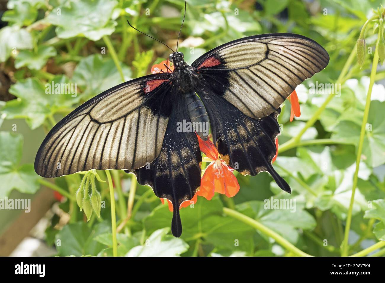 female specimen of Great Mormon Butterfly, Papilio memnon agenor ...