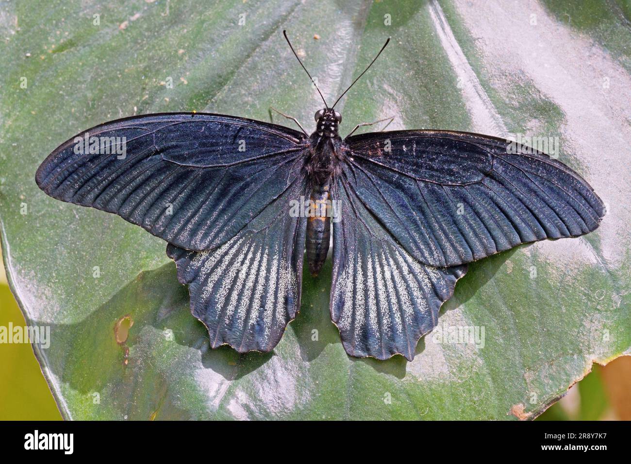 male specimen of Great Mormon Butterfly, Papilio memnon agenor ...