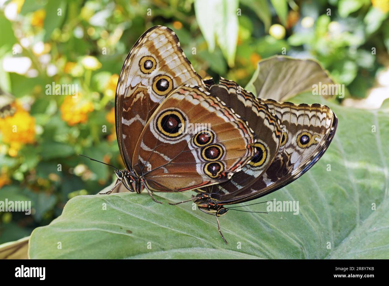 specimens of Peleides blue morpho butterflies in mating, underside ...