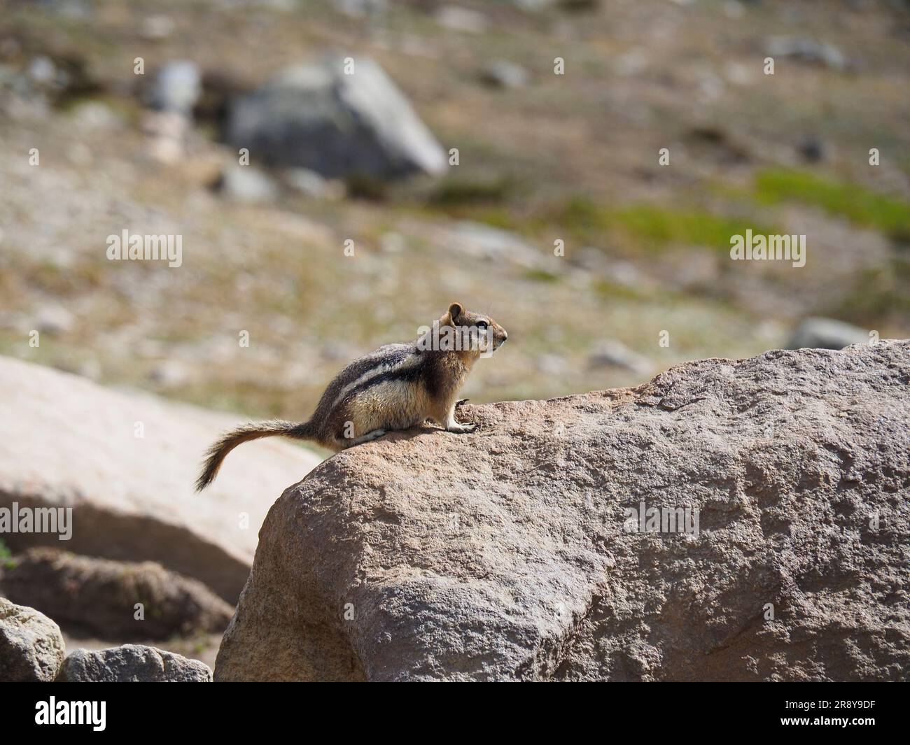 Canadian Chipmunk on UNESCO heritage mountain top in Alberta western ...