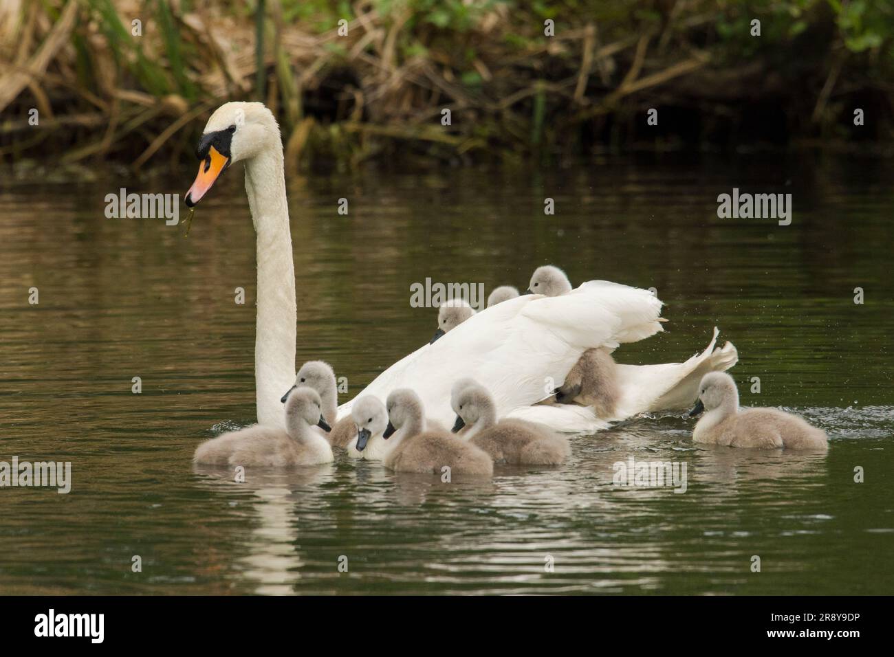 Mute swan with baby cygnets swimming with some riding on her back ...