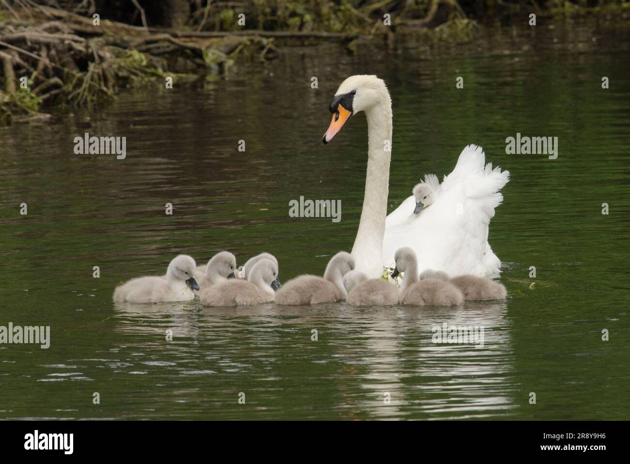 Swan carrying cygnets on river hi-res stock photography and images - Alamy