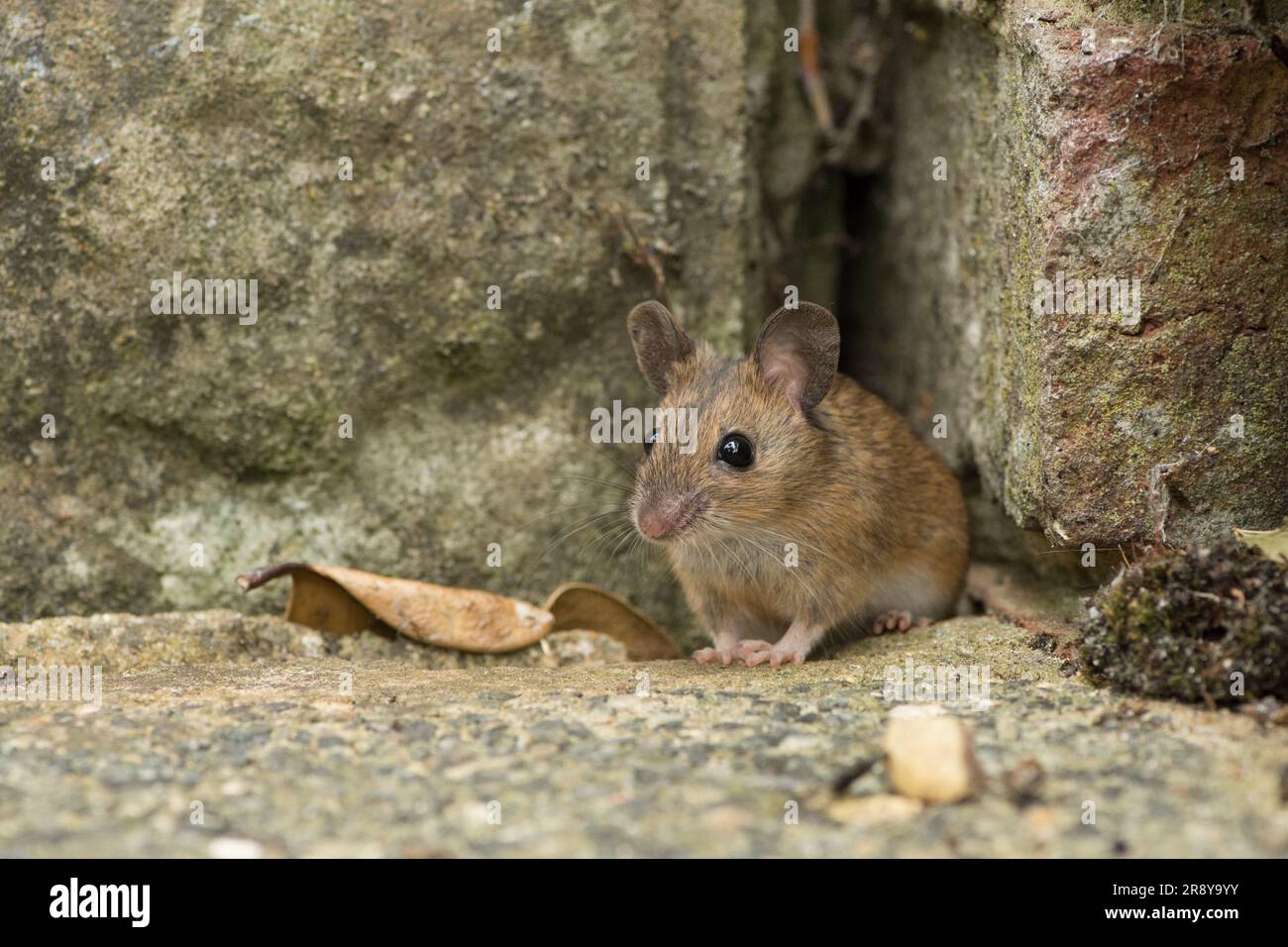 Wood mouse, Long-tailed field mouse, Apodemus sylvaticus, or Yellow ... Wood mouse, Long-tailed field mouse, Apodemus sylvaticus, or Yellow ...