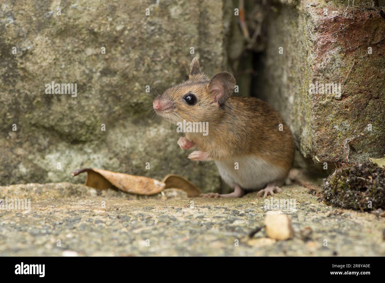 Wood mouse, Long-tailed field mouse, Apodemus sylvaticus, or Yellow ...