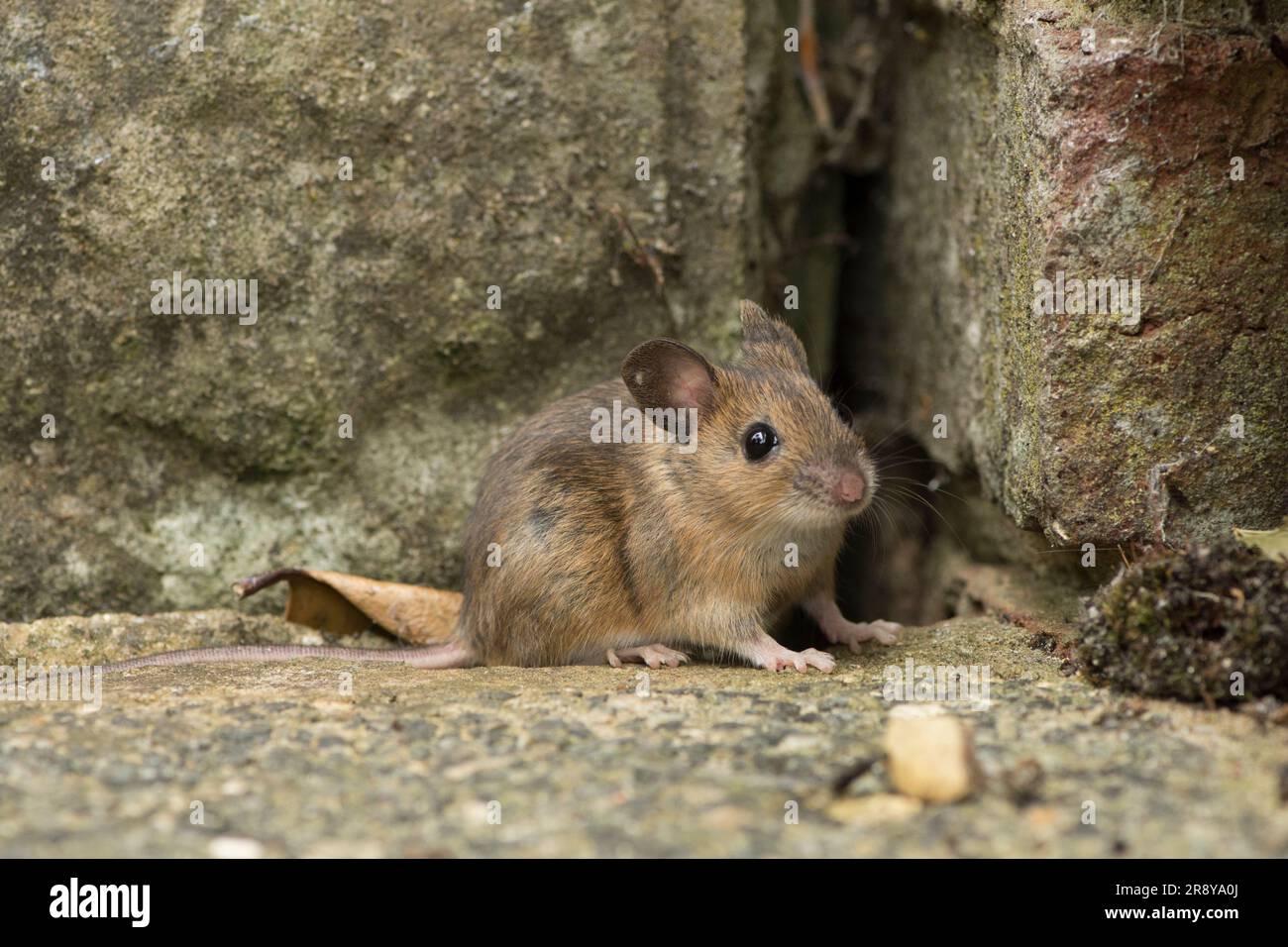 Wood mouse, Long-tailed field mouse, Apodemus sylvaticus, or Yellow ...