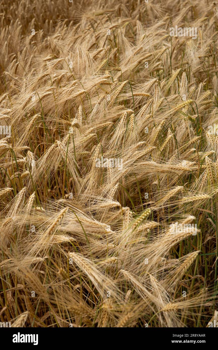 Ripe golden yellow wheat field in Europe. Top view, no people Stock ...