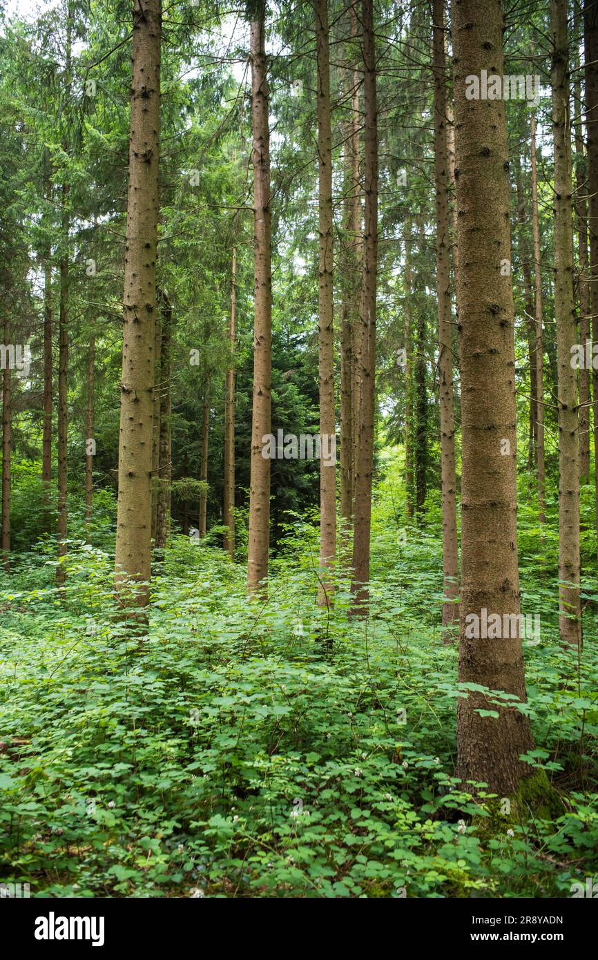 Tall trees and lush green vegetation in a forest in Europe. Cloudy ...