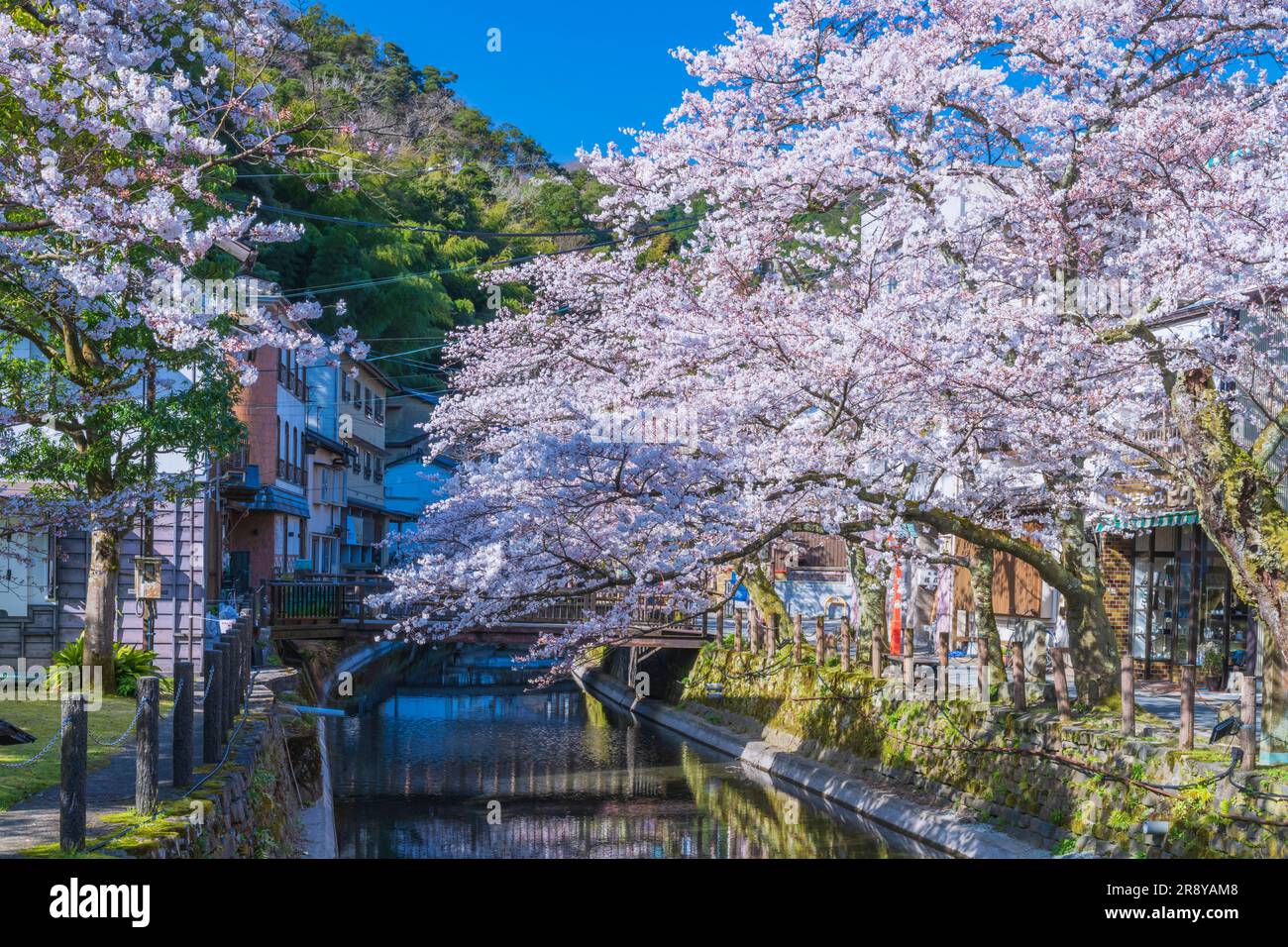 Kinosaki Hot Spring and Cherry blossoms Stock Photo - Alamy