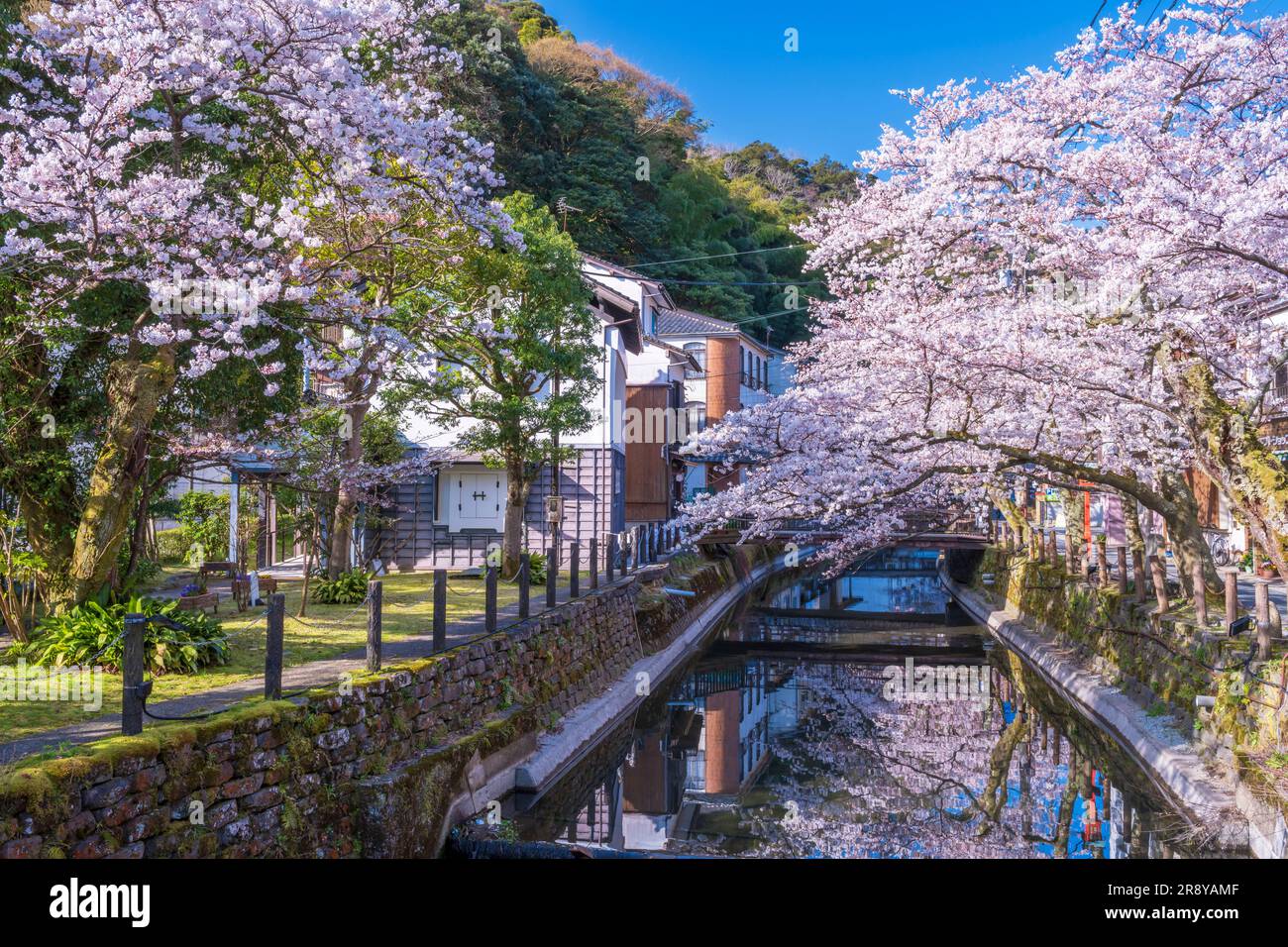 Kinosaki Hot Spring and Cherry blossoms Stock Photo - Alamy