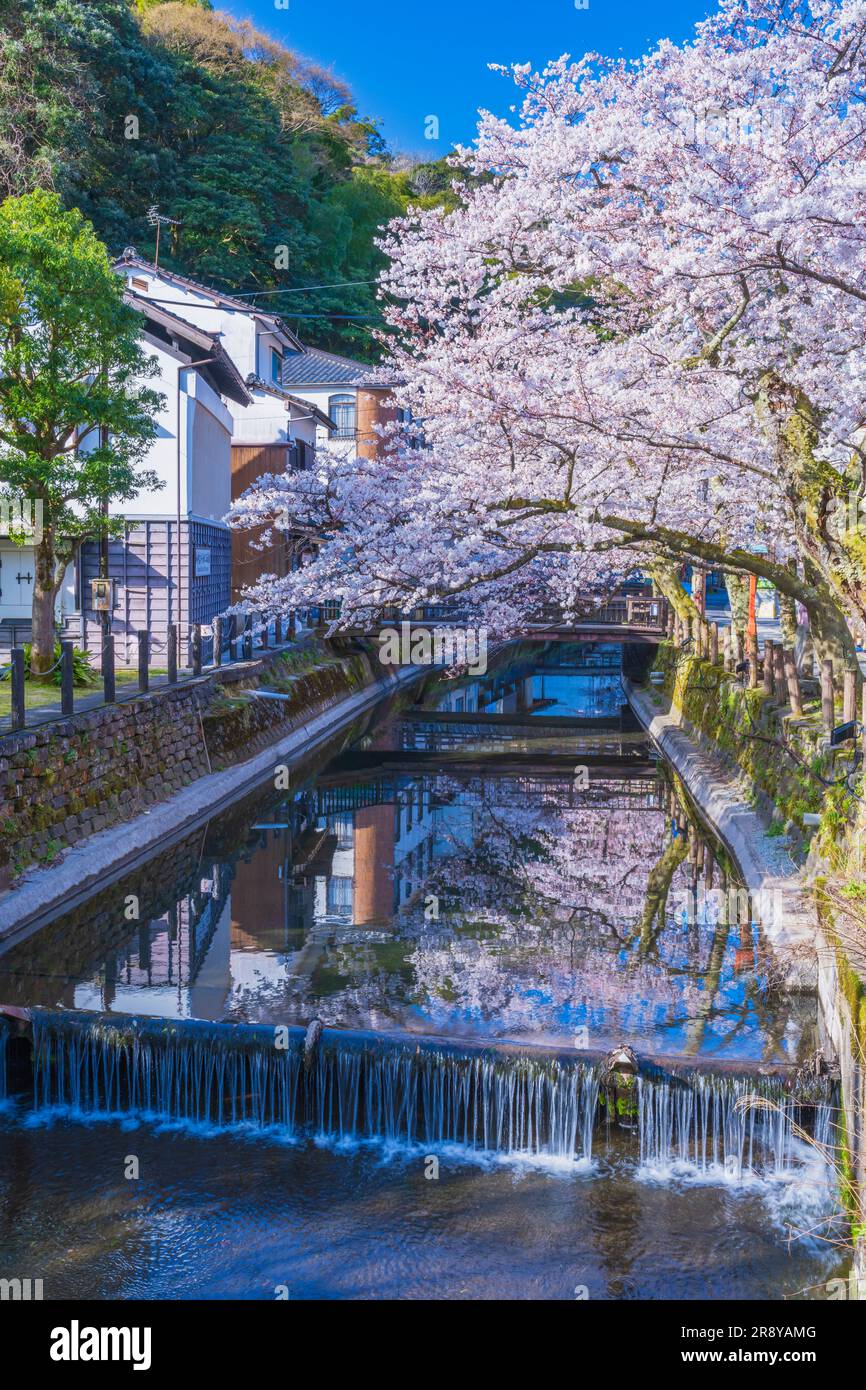 Kinosaki Hot Spring and Cherry blossoms Stock Photo - Alamy