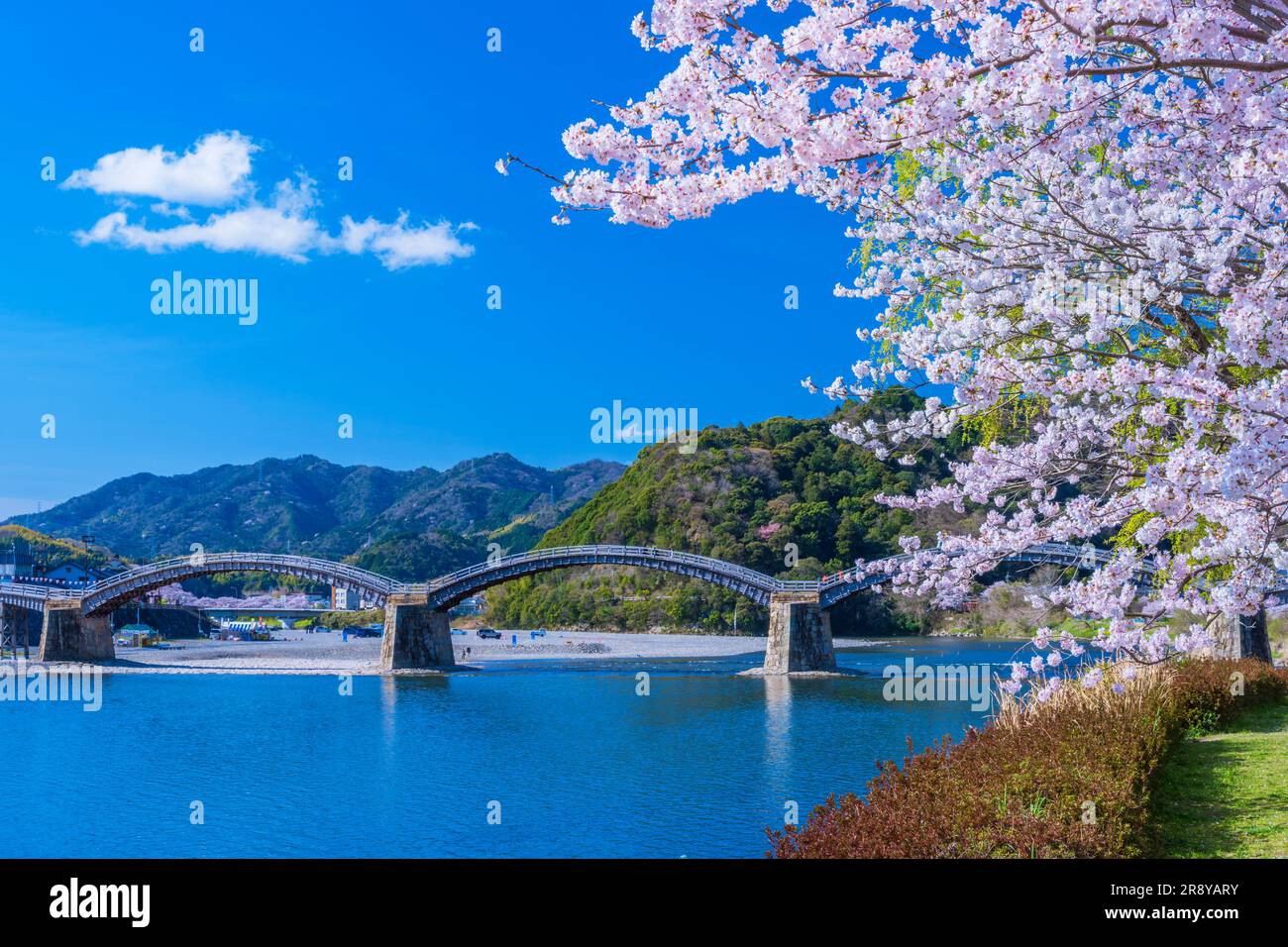 Kintai bridge blossom hi-res stock photography and images - Alamy