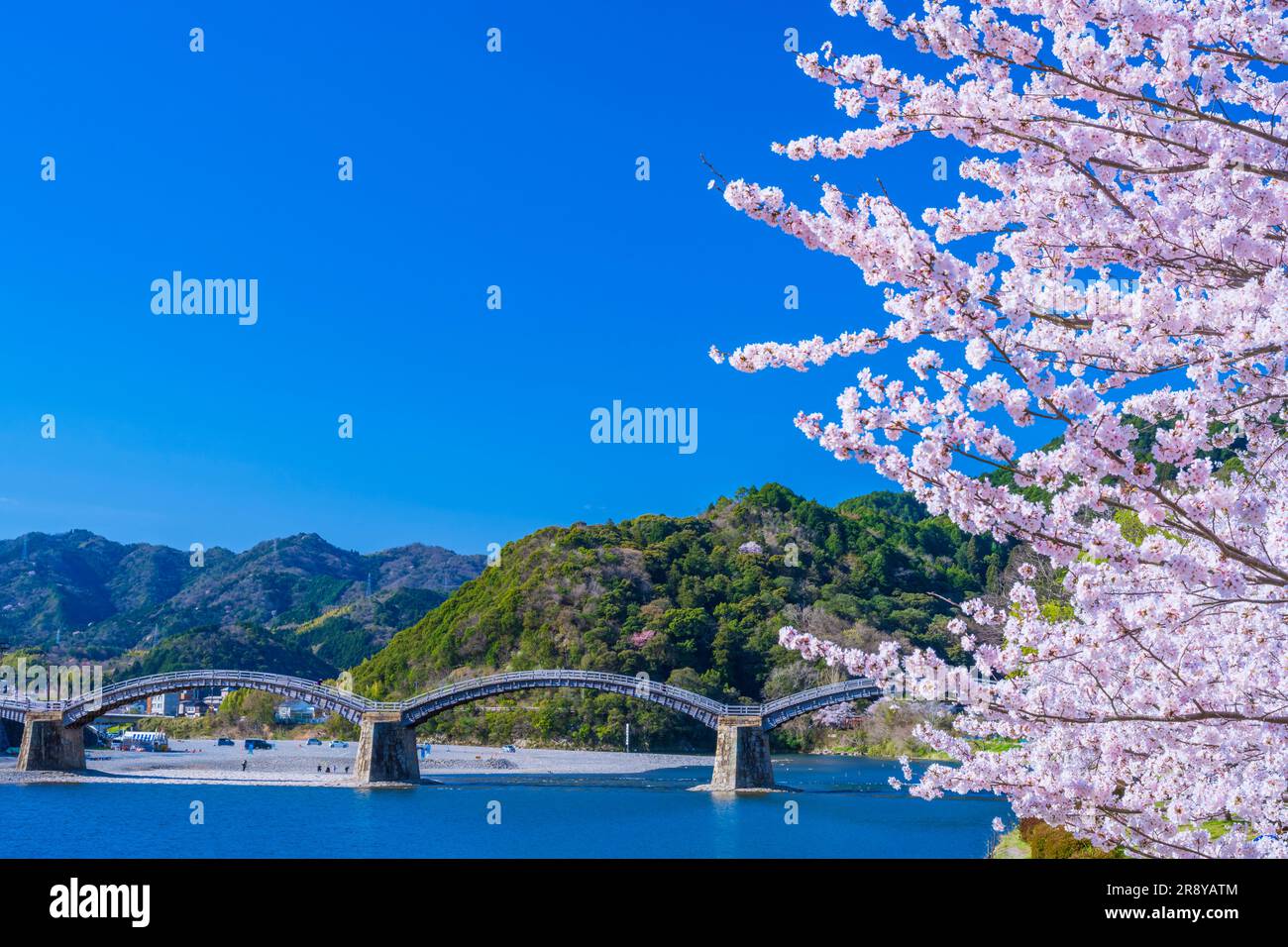 Kintai bridge blossom hi-res stock photography and images - Alamy