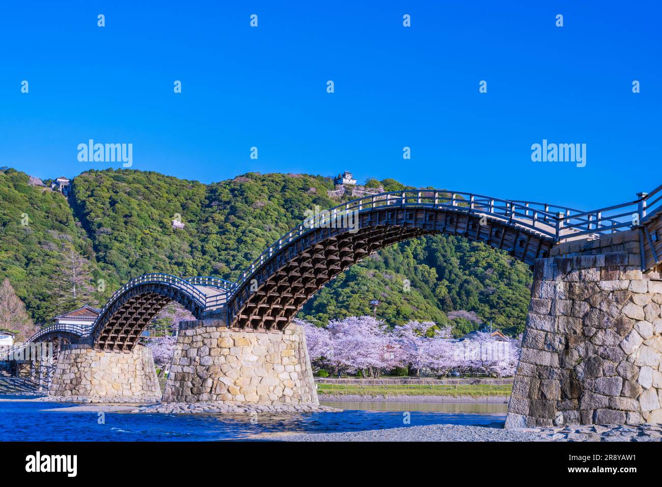 Kintai-bashi bridge and cherry blossoms Stock Photo - Alamy