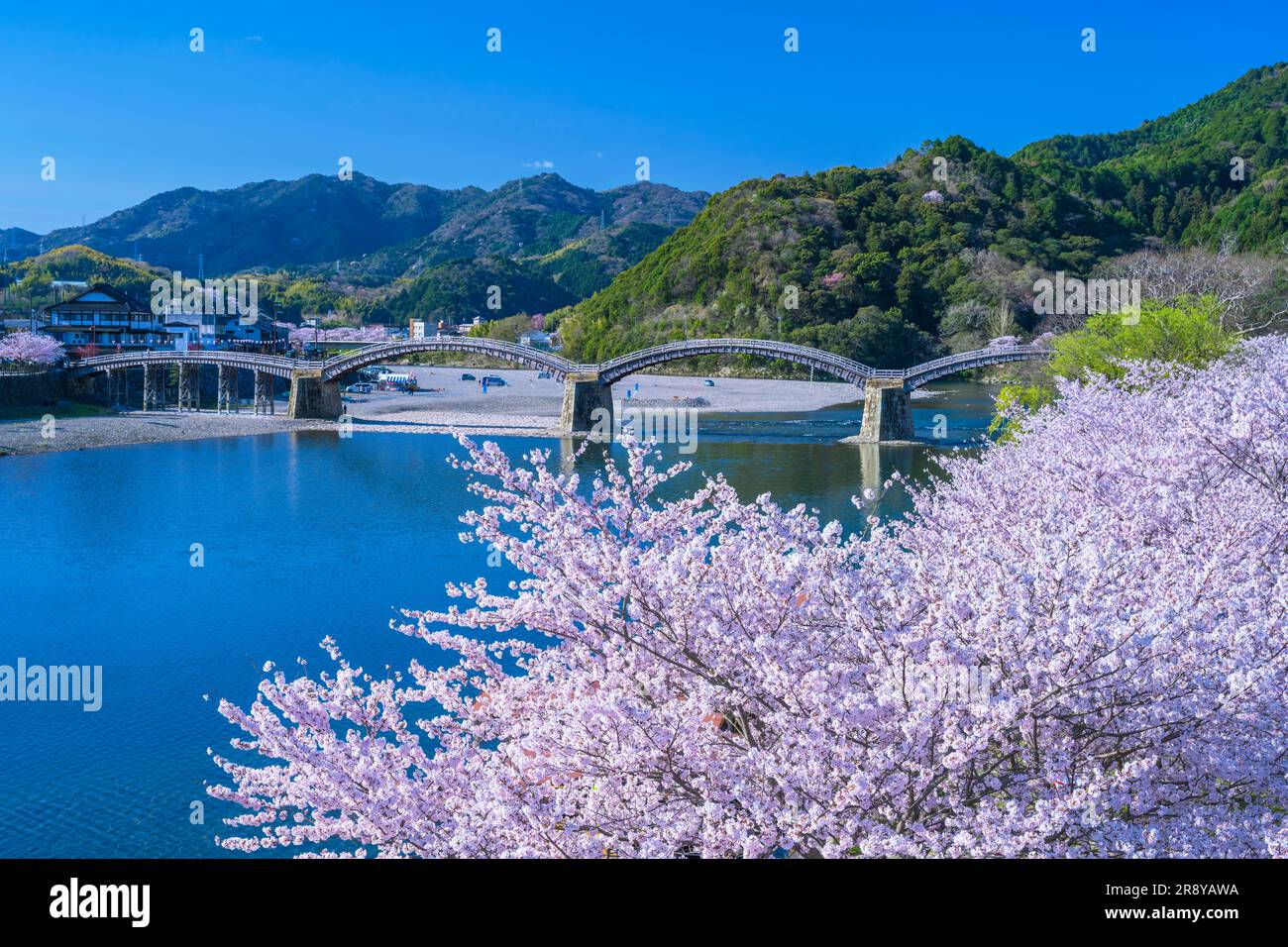 Kintai-bashi bridge and cherry blossoms Stock Photo - Alamy