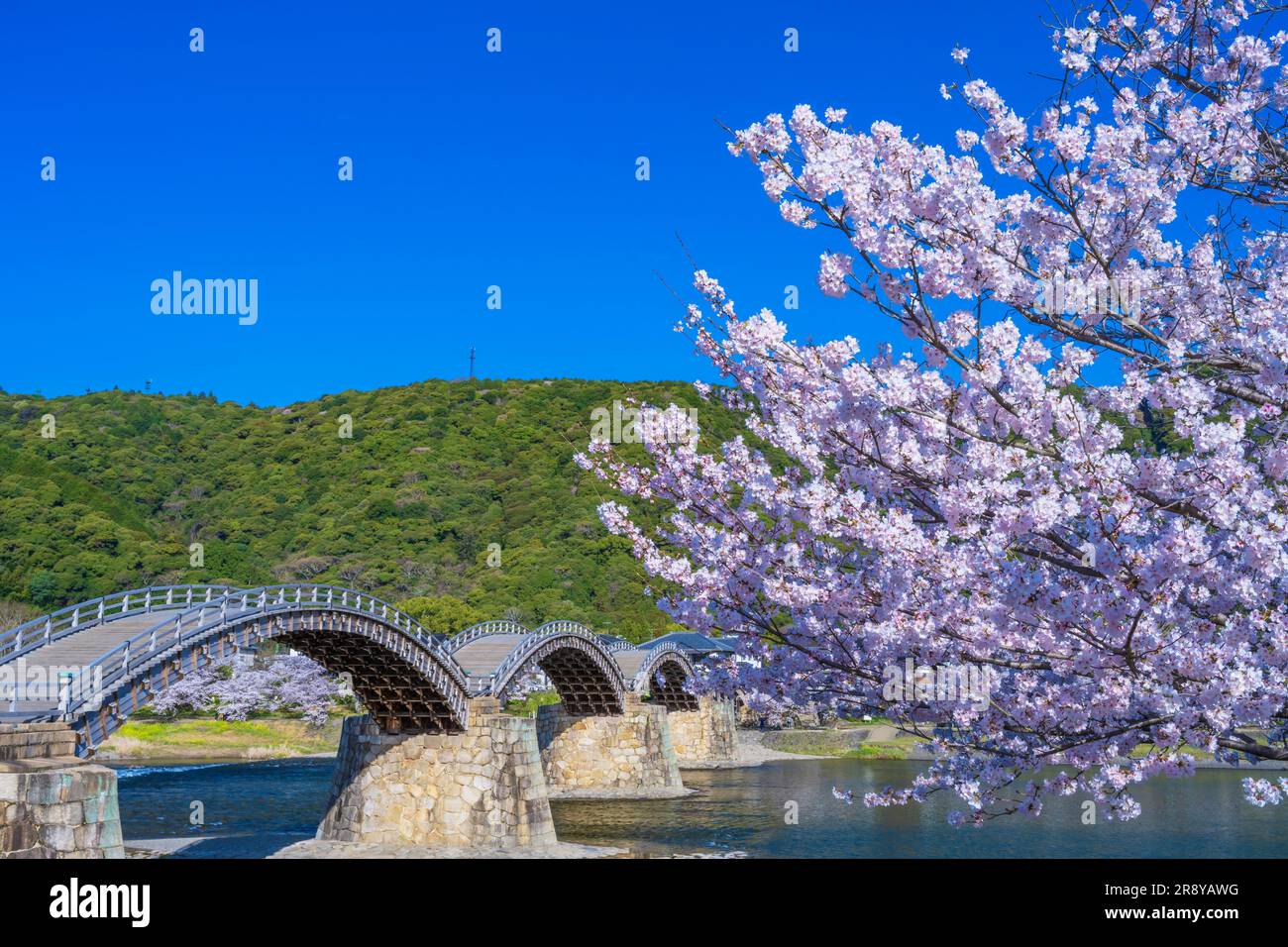 Kintai-bashi bridge and cherry blossoms Stock Photo - Alamy