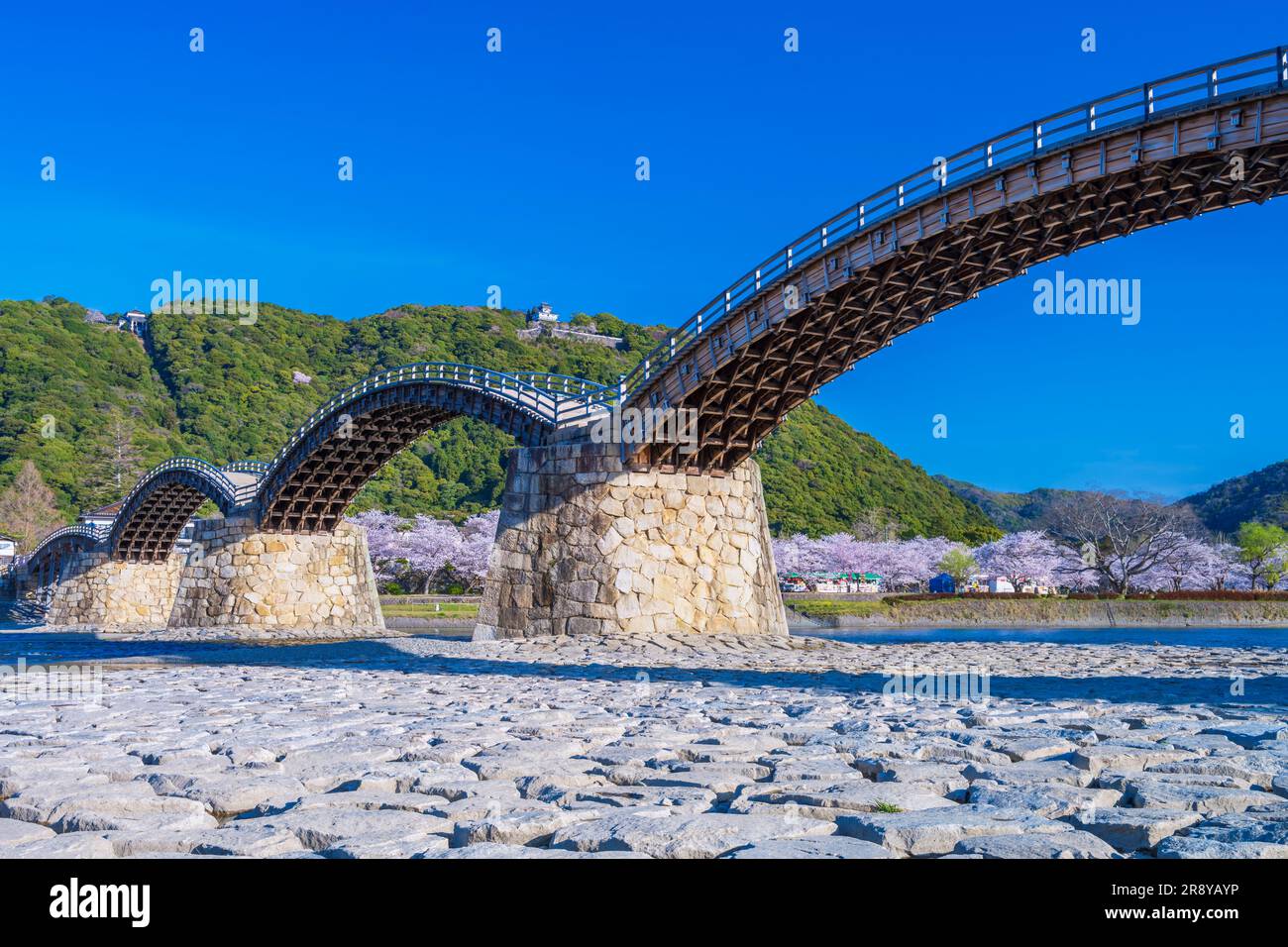 Kintai-bashi bridge and cherry blossoms Stock Photo - Alamy