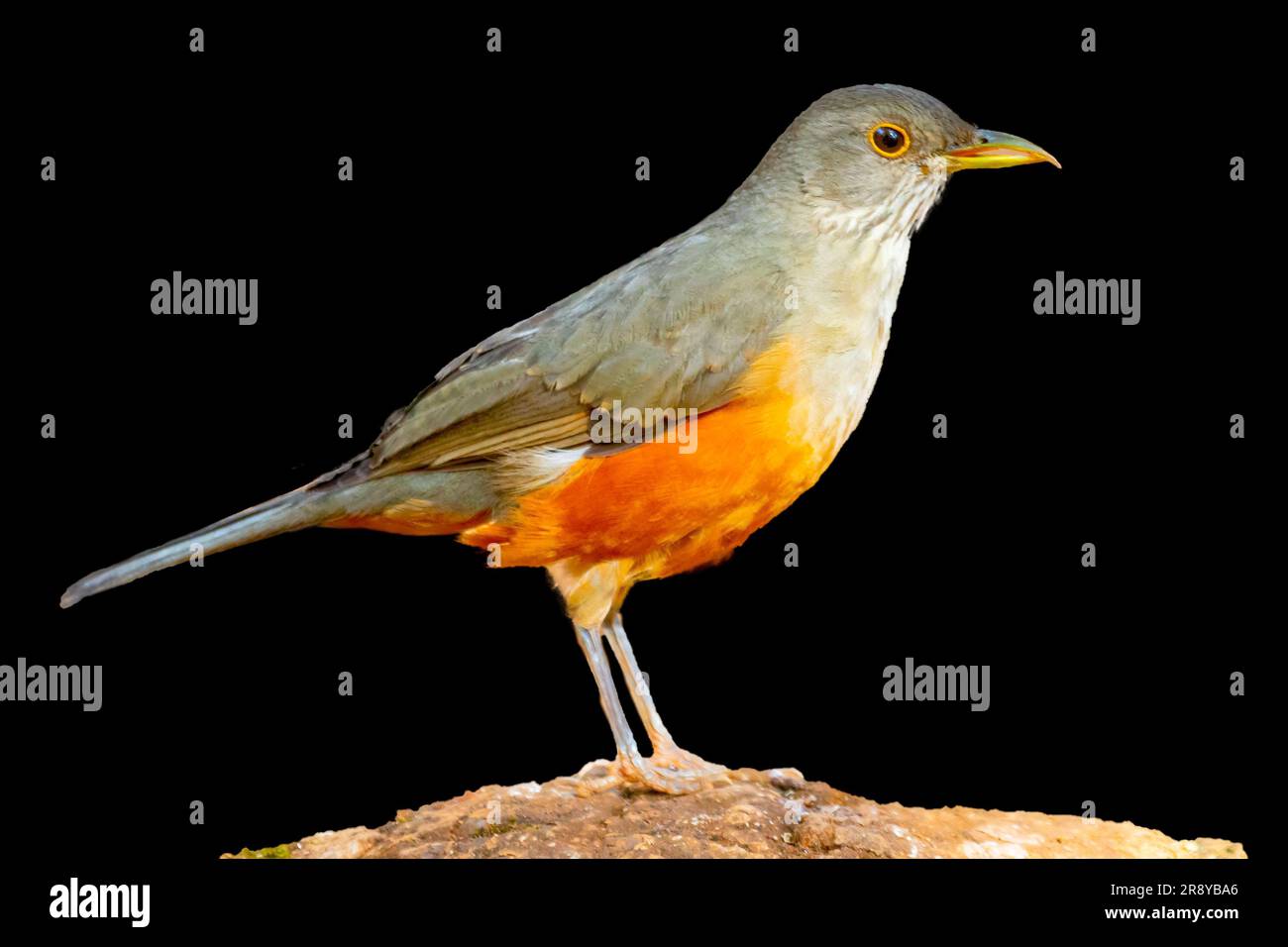 Sabia peito roxo hi-res stock photography and images - Alamy