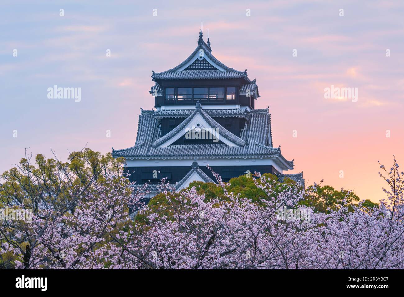 Kumamoto Castle and cherry blossoms Stock Photo - Alamy