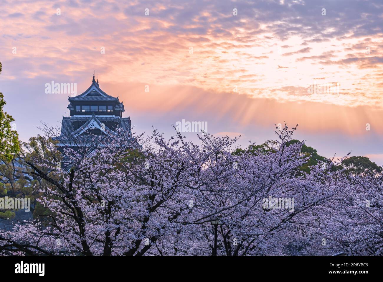 Kumamoto Castle and cherry blossoms Stock Photo - Alamy