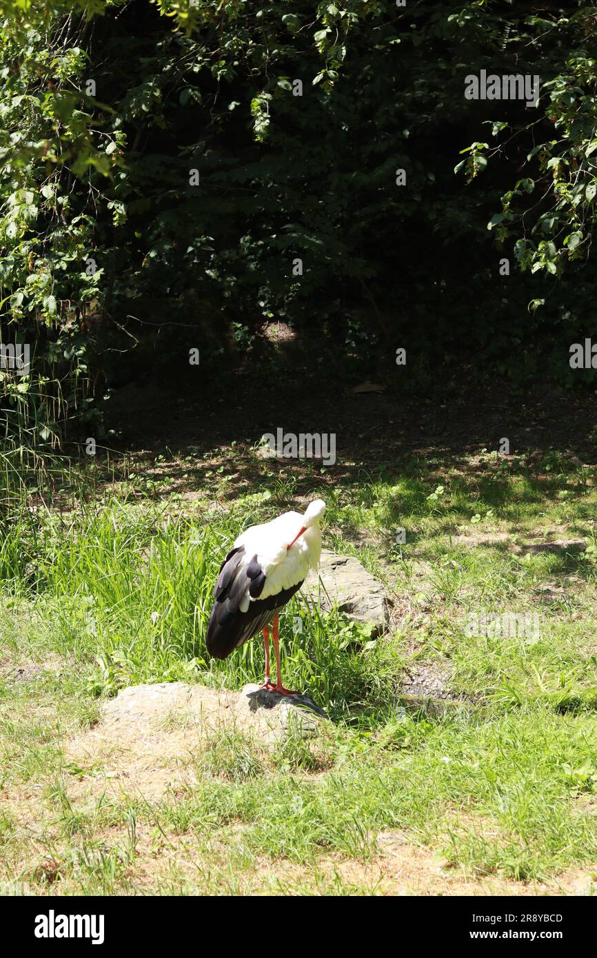 Bird in the field Stock Photo - Alamy