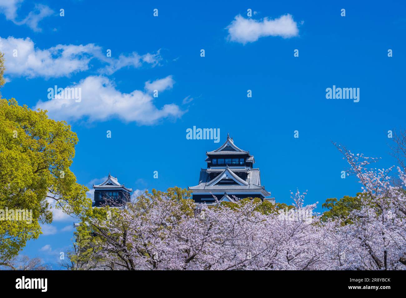 Kumamoto Castle and cherry blossoms Stock Photo - Alamy