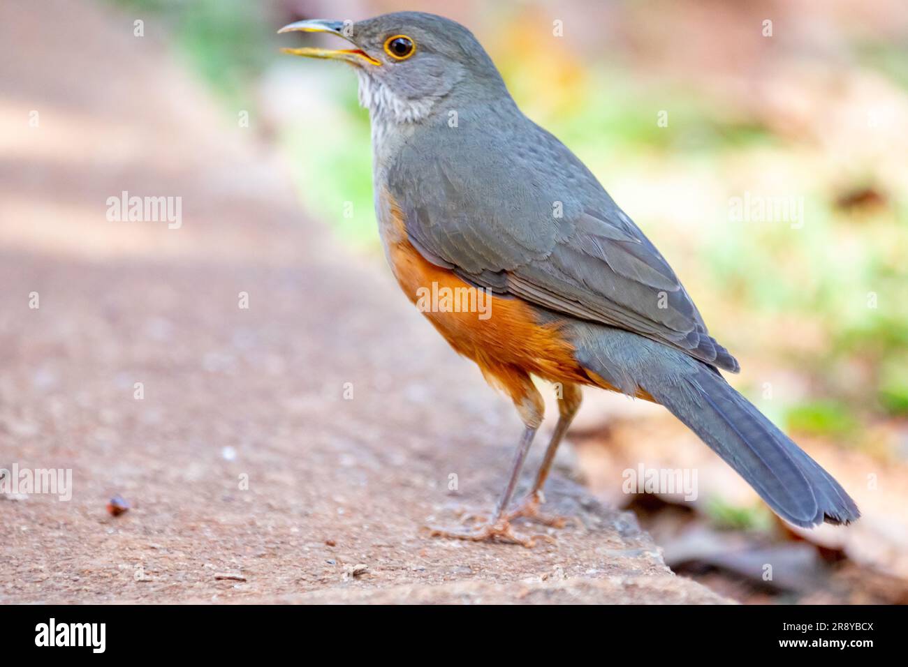 Sabia peito roxo hi-res stock photography and images - Alamy
