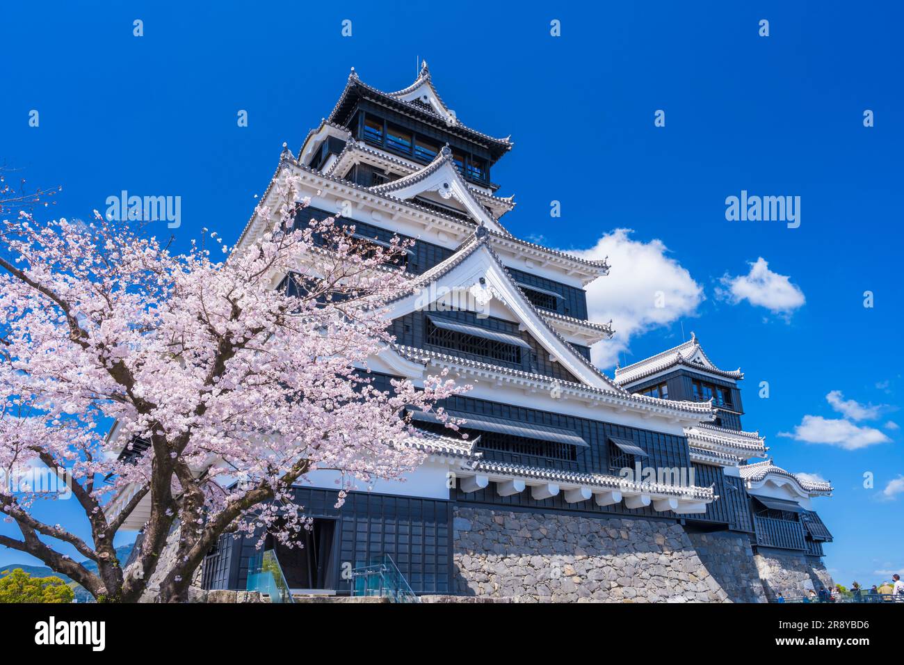 Kumamoto Castle and cherry blossoms Stock Photo - Alamy