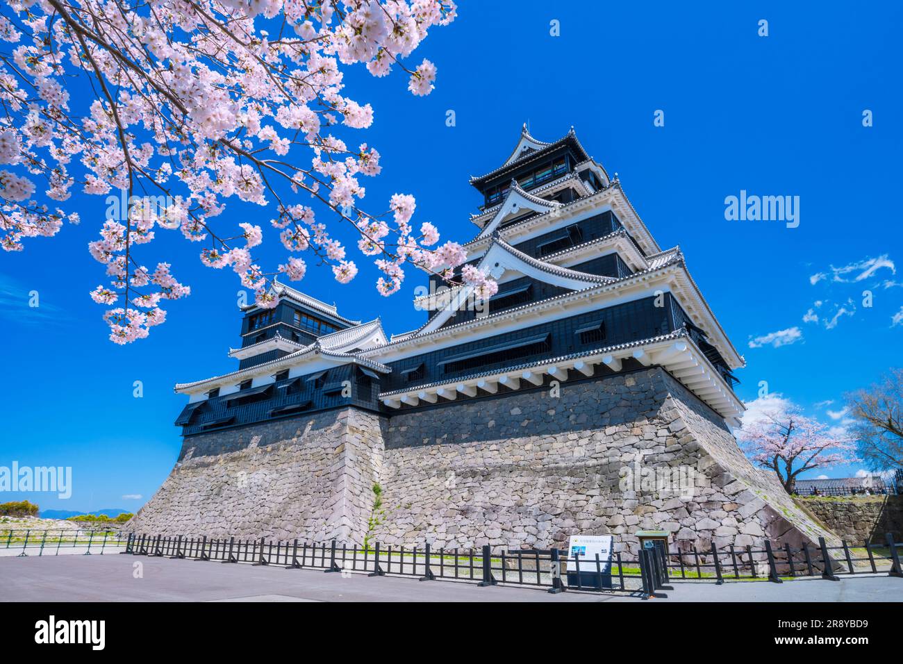 Kumamoto Castle and cherry blossoms Stock Photo - Alamy