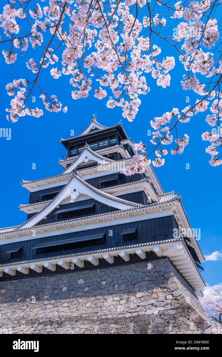 Kumamoto Castle and cherry blossoms Stock Photo - Alamy