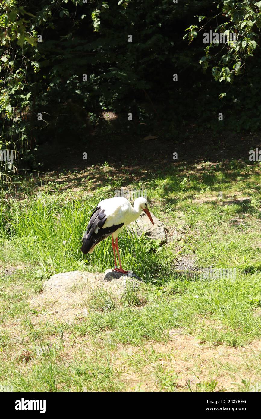 Mega bird hi-res stock photography and images - Alamy