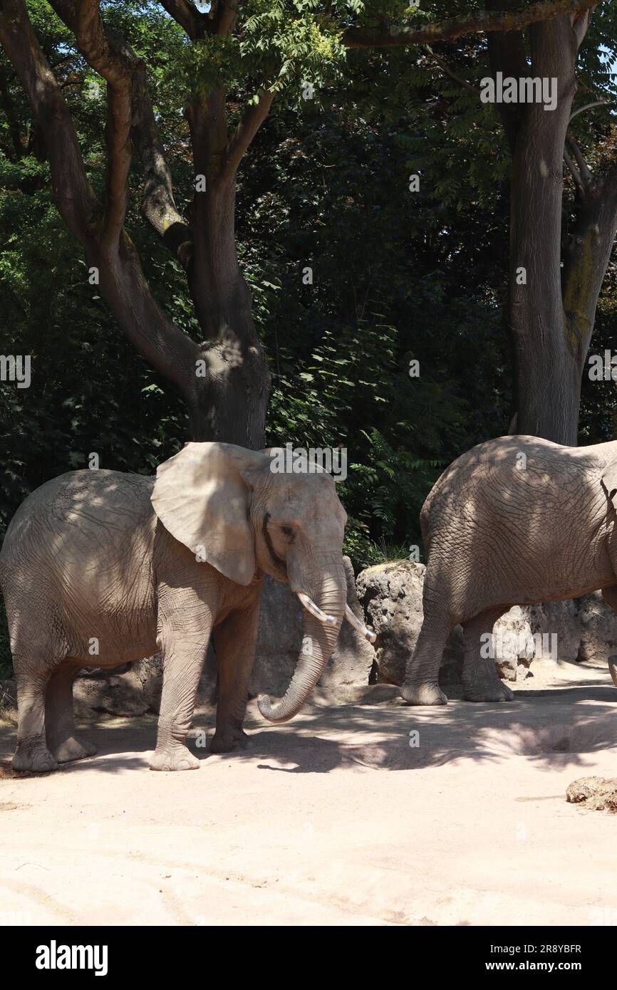 Elephants standing around Stock Photo - Alamy