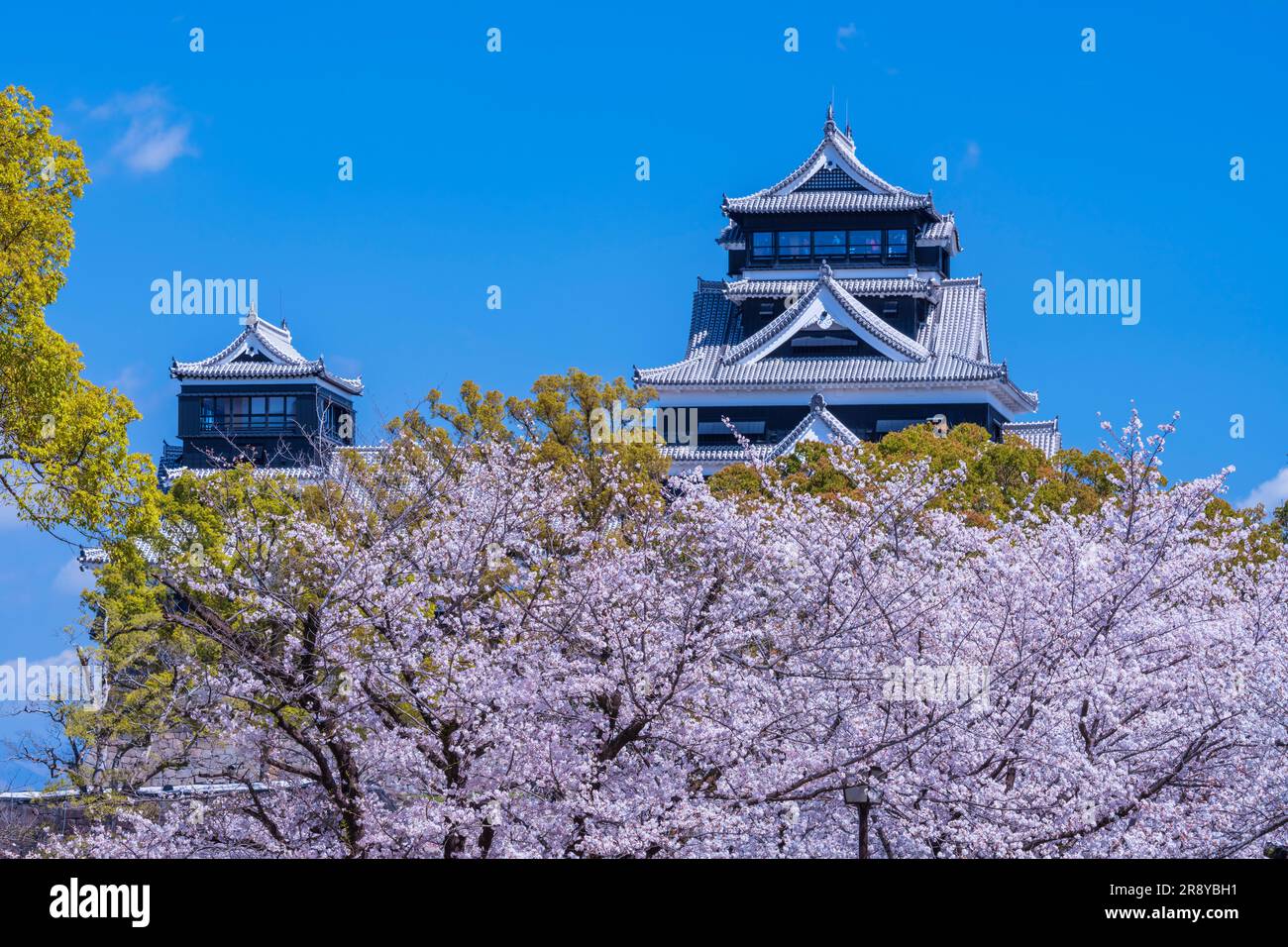 Kumamoto Castle and cherry blossoms Stock Photo - Alamy