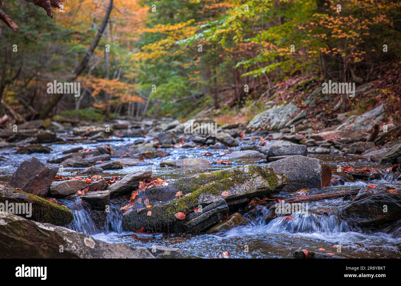 A tranquil stream runs through a forest of leaf-strewn rocks and ...