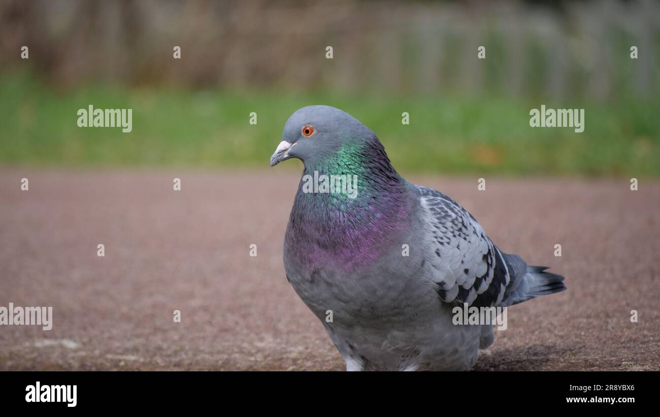 An urban grey pigeon perched on the ground in a parking lot filled with ...