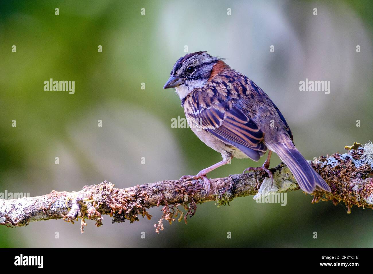 Rufous-collared sparrow (Zonotrichia capensis costaricensis) from San ...
