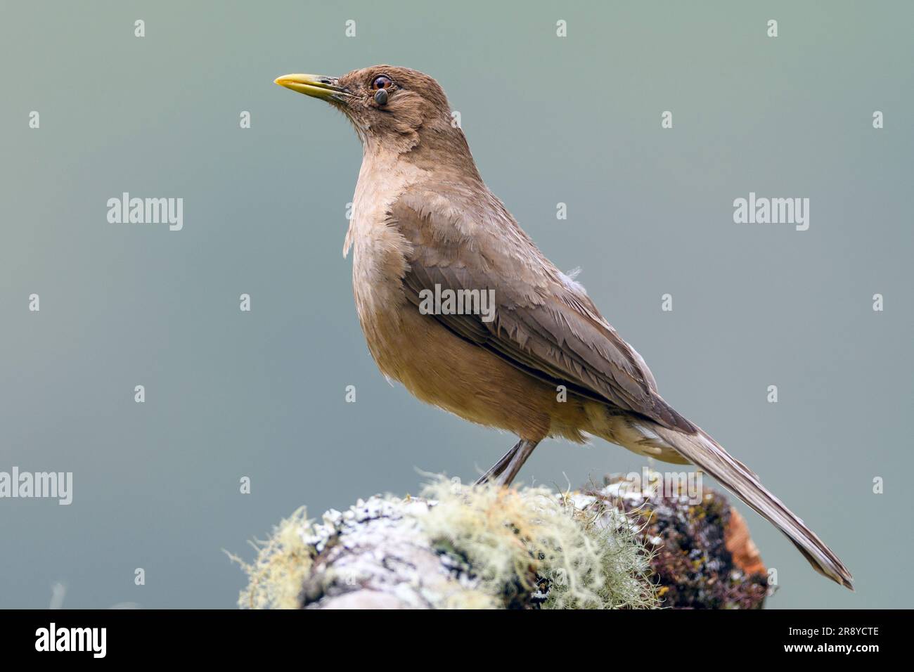 Clay-colored thrush (Turdus grayi) - national bird of Costa Rica. Photo ...
