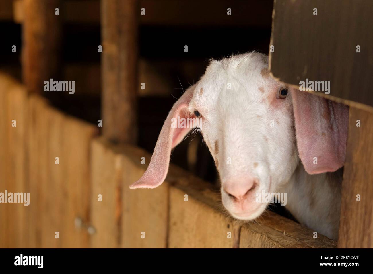 The Anglo-Nubian is a British breed of domestic goat. Adult Nubian Long ...